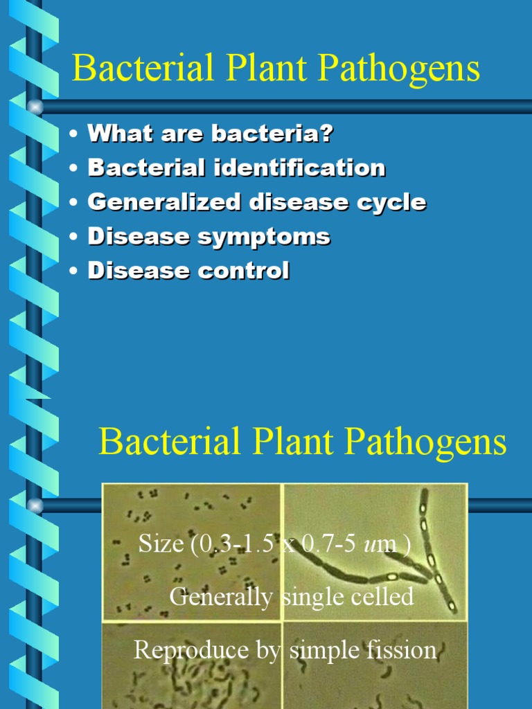 Bacterial Plant Pathogens | PDF | Plant Pathology | Bacteria