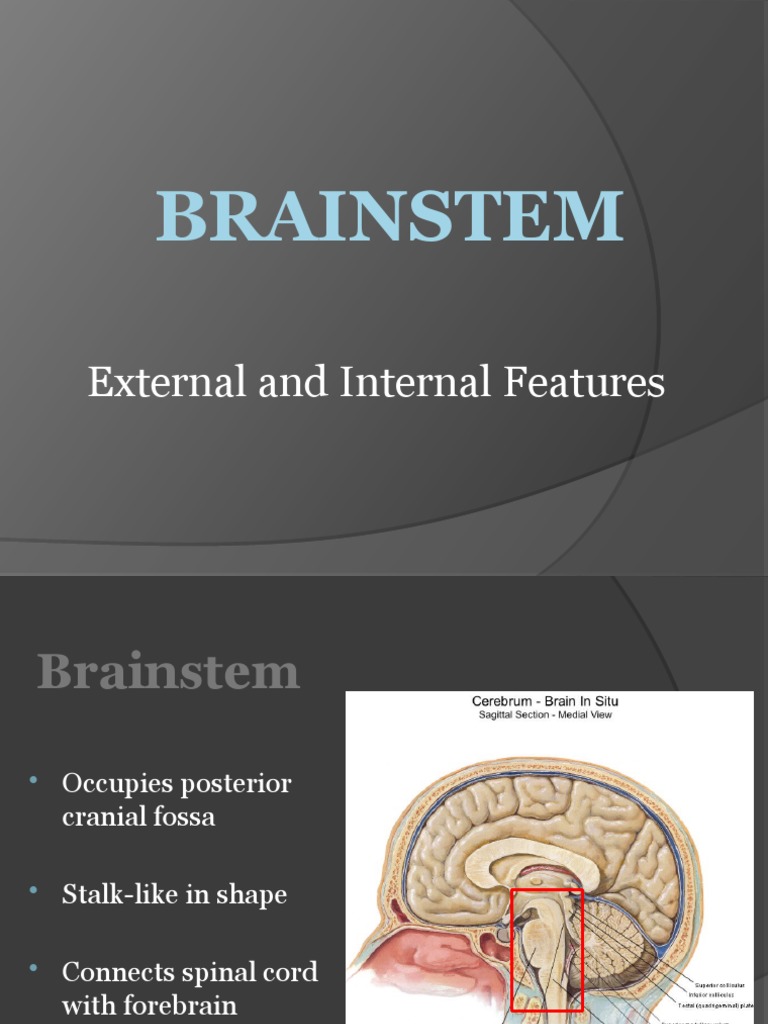 Brainstem: External and Internal Features | PDF | Central Nervous System | Brainstem