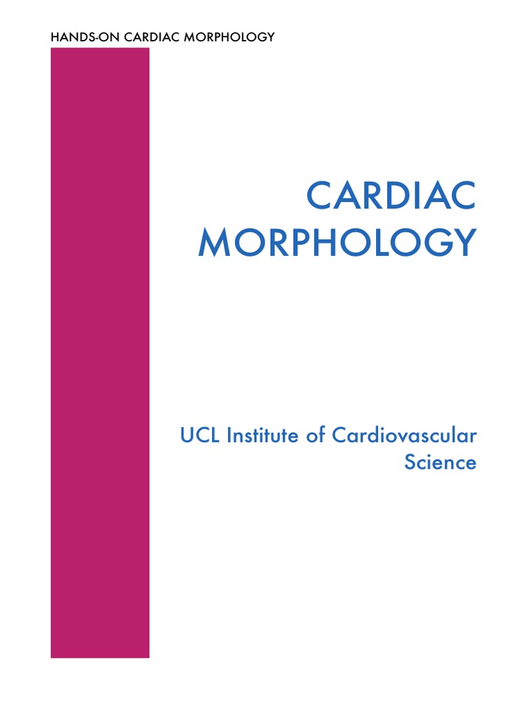 Cardiac Morphology Book | Download Free PDF | Coronary Circulation ...