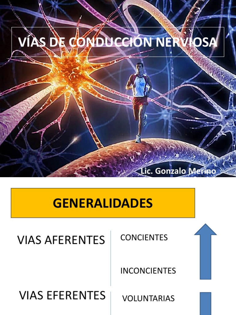 Vías de Conducción Nerviosa | PDF | Cerebelo | Tálamo