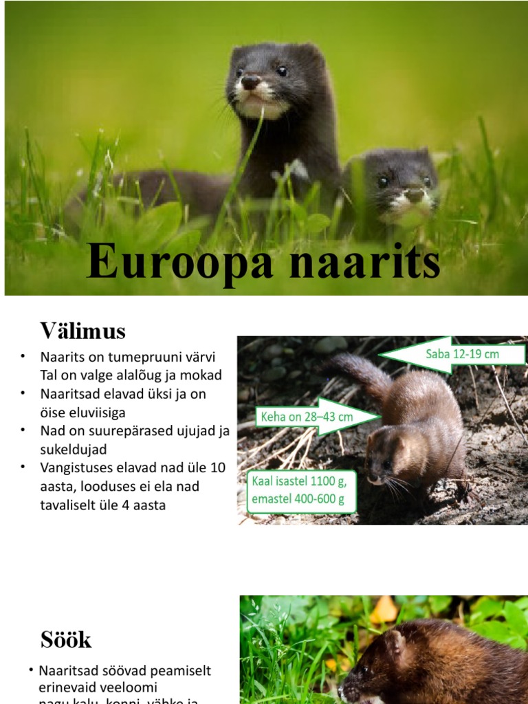 Euroopa Naarits | PDF