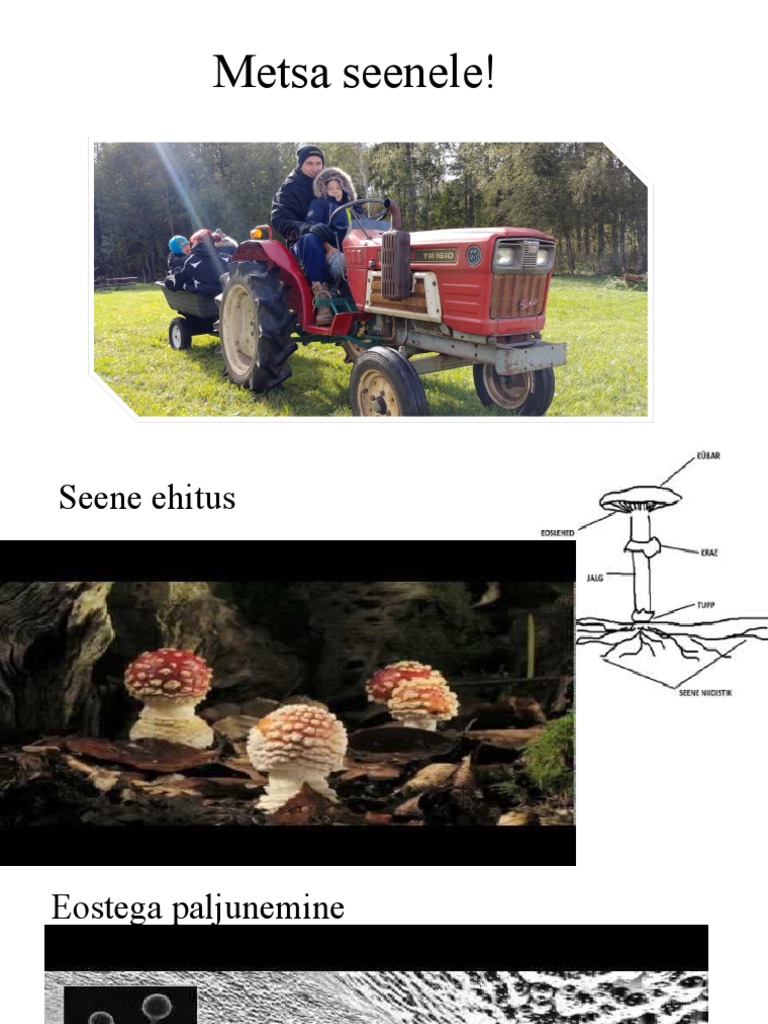 Metsa Seenele! | PDF