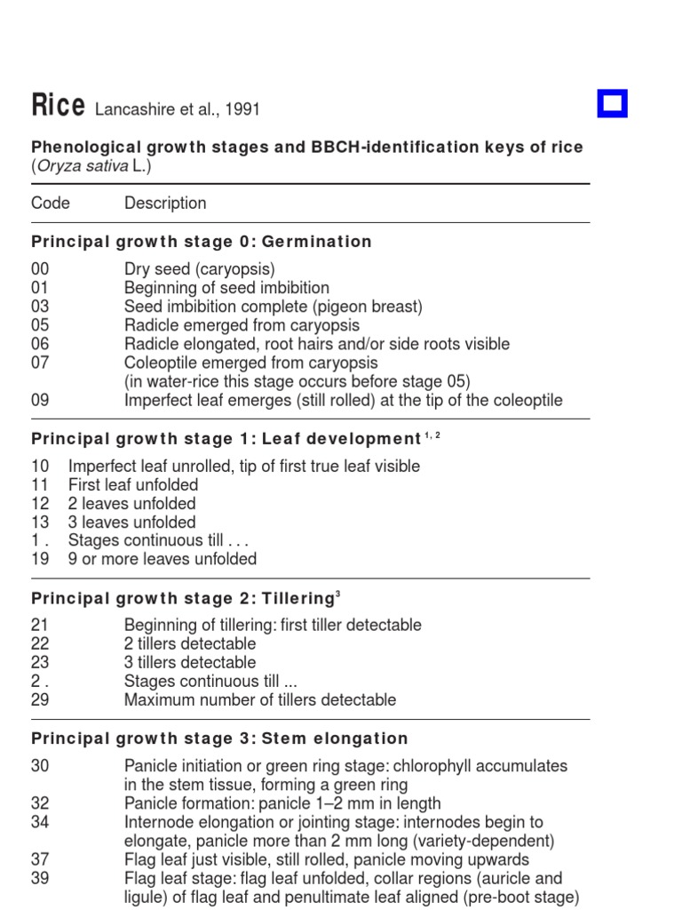 BBCH Rice | PDF | Leaf | Plant Stem
