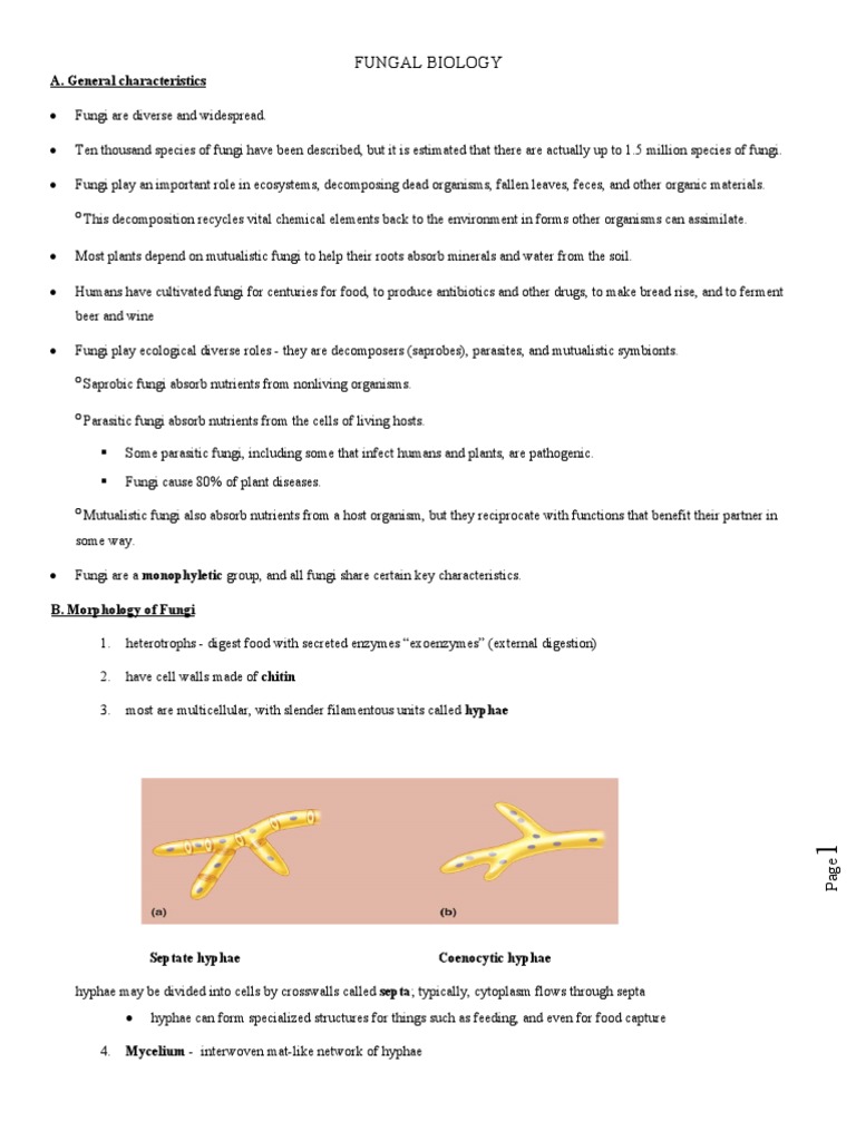 Fungal Biology: A. General Characteristics | PDF | Fungus | Mycology