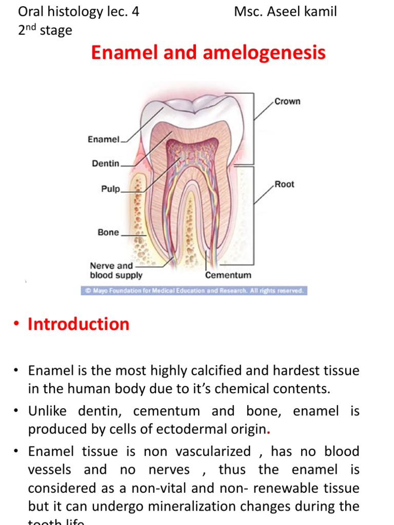 Lec 6+7 Oral H. | PDF | Tooth Enamel | Dentin