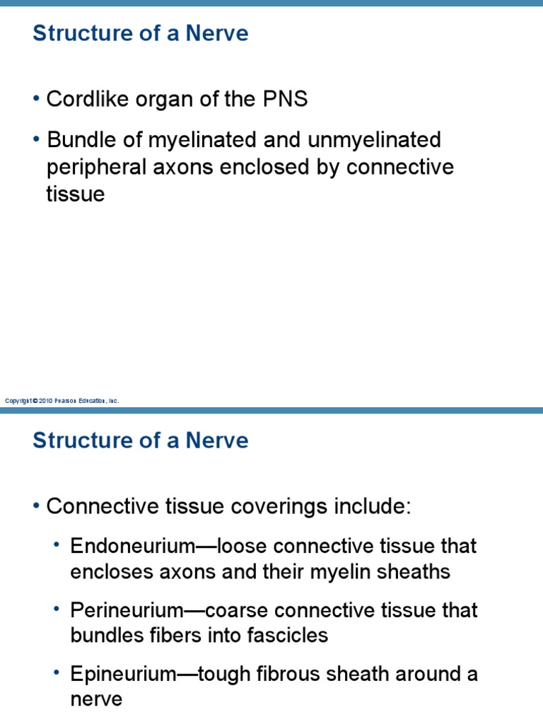 Cordlike Organ of The PNS Bundle of Myelinated and Unmyelinated ...