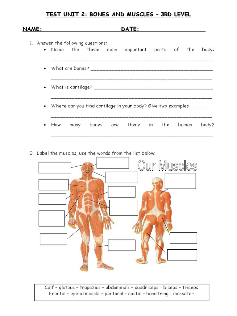 Test Unit 2: Bones and Muscles - 3Rd Level Name: Date | PDF | Bone ...
