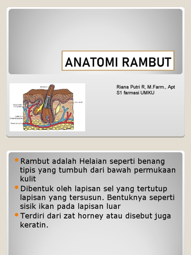 Anatomi Rambut. | PDF | Griya & Taman