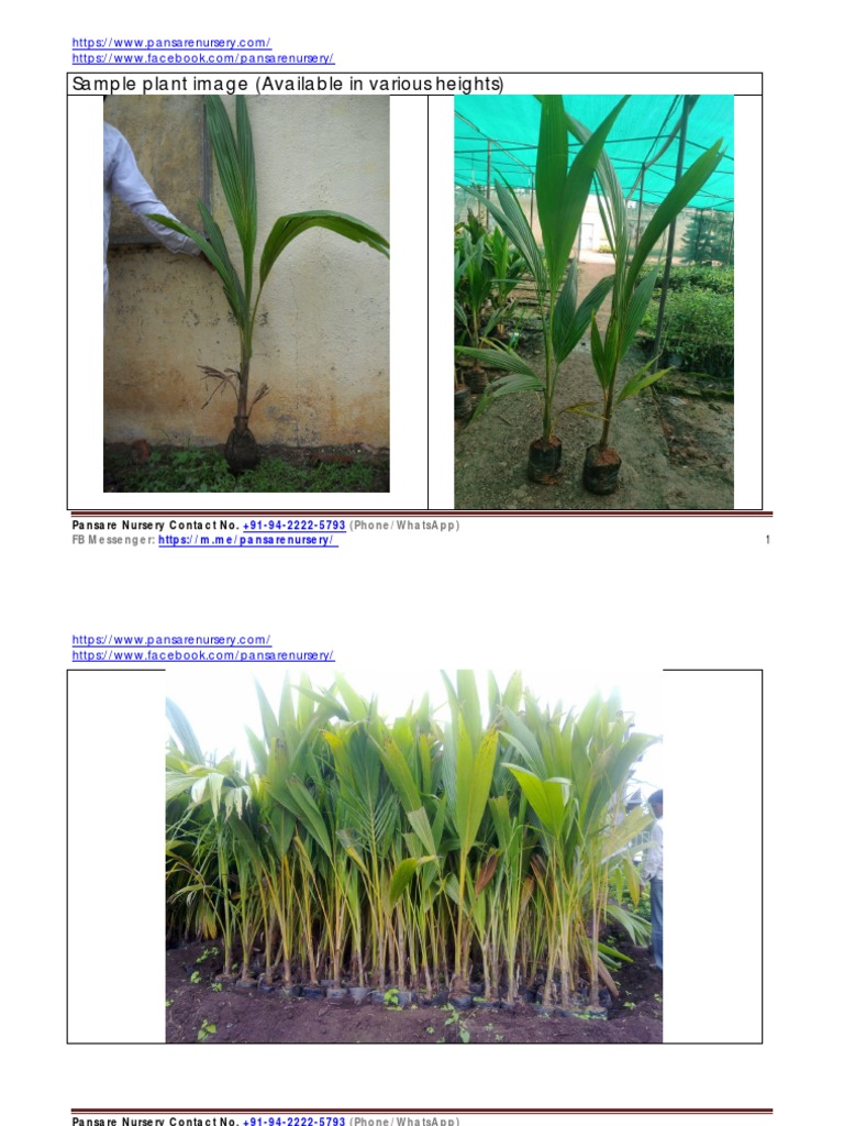 Coconut Plant PDF | PDF