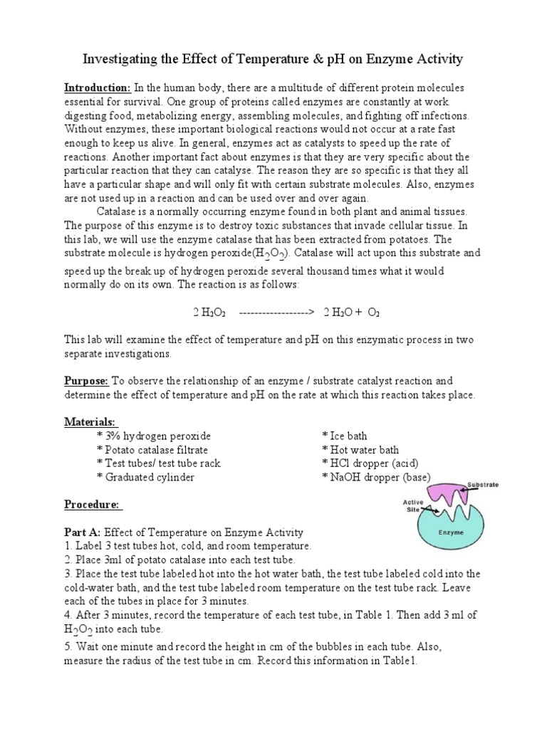 Investigating The Effect of Temperature & PH On Enzyme Activity | PDF ...