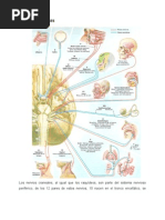 Ubicación y función del ganglio geniculado | PDF | Anatomia animal ...