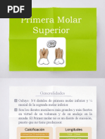 Segundo Molar Superior Completo Exposicion | PDF | Odontología | Boca