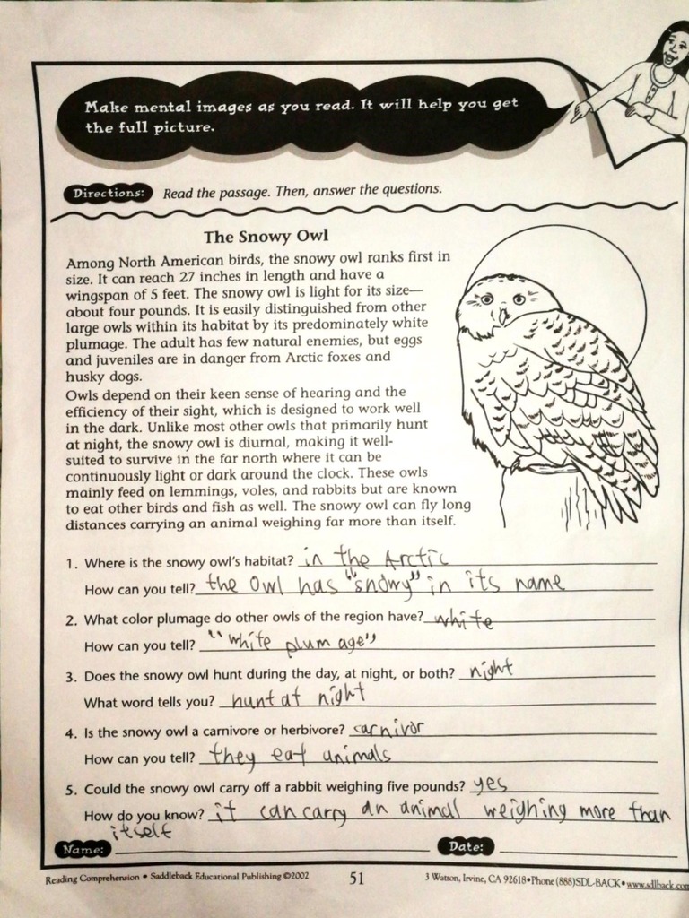 Snowy Owl Facts and Reading Comprehension | PDF | Owl | Taste