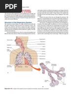 Respiratory System Grade 5 | PDF | Respiratory Tract | Respiratory System