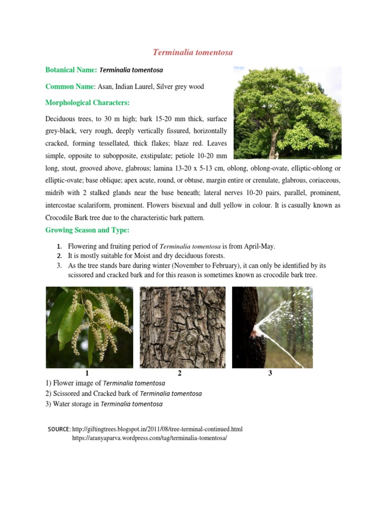 Terminalia Tomentosa: Botanical Name: Common Name Morphological ...