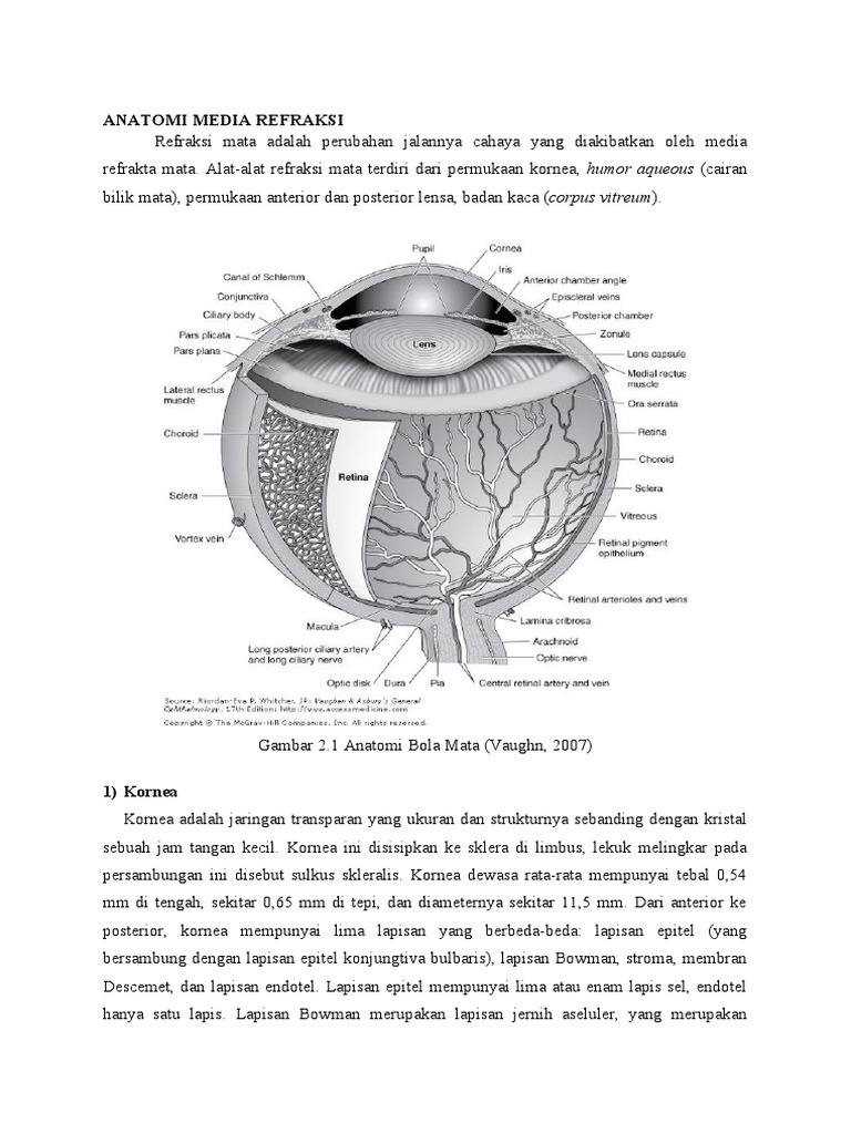 Anatomi Media Refraksi | PDF