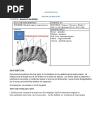 Características de los Sarcopterigios | PDF | Pescado | Vertebrados ...