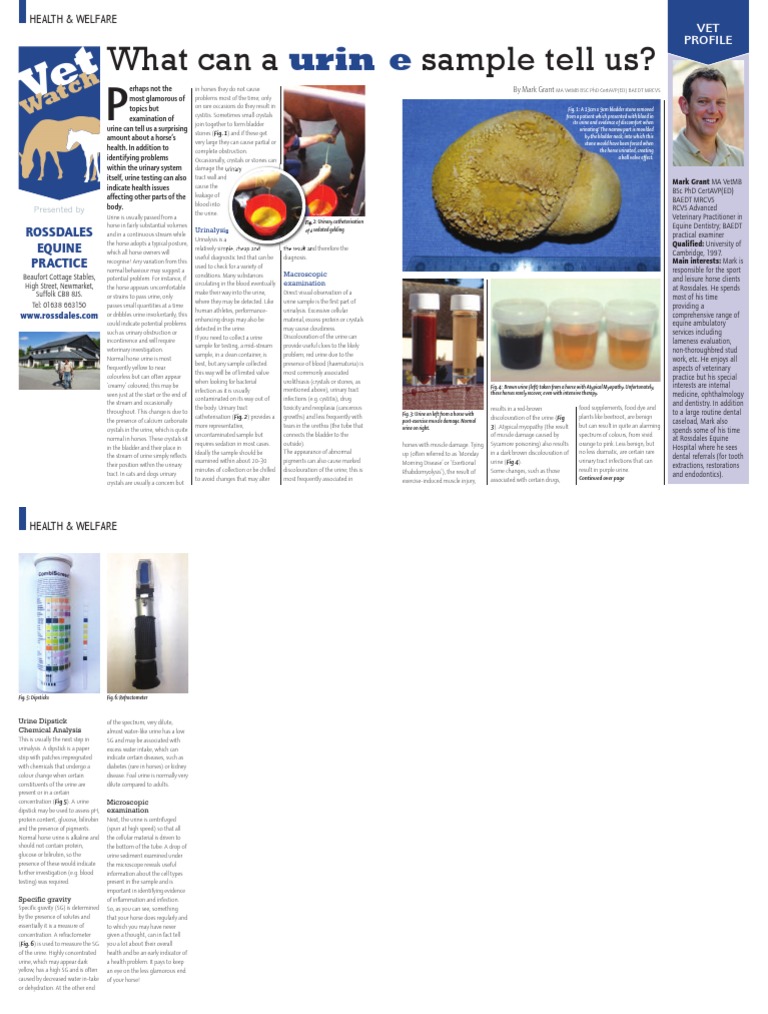 What Can A Sample Tell Us?: Urin e | Download Free PDF | Urine | Urology