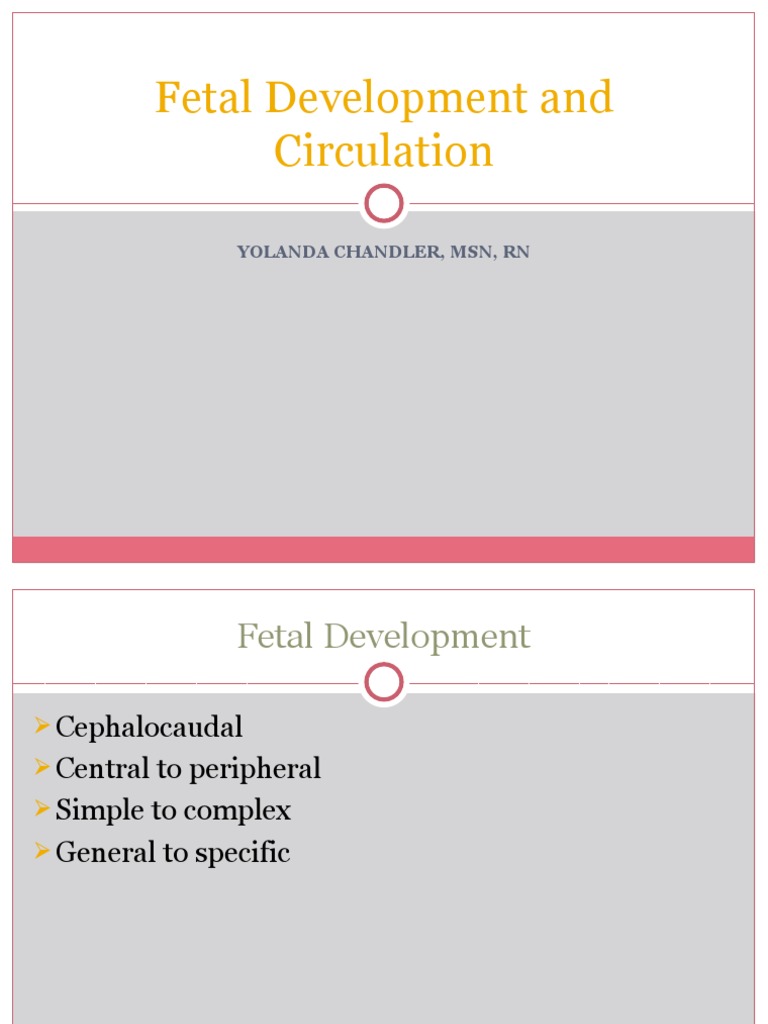 Fetal Development and Circulation Overview | PDF | Fetus | Circulatory ...