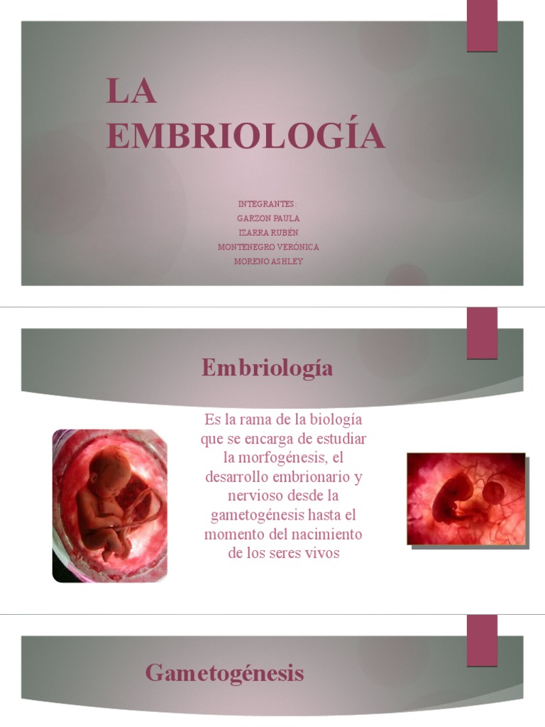 EMBRIOLOGIA Diapositivas | PDF | Biología del desarrollo | Reproducción
