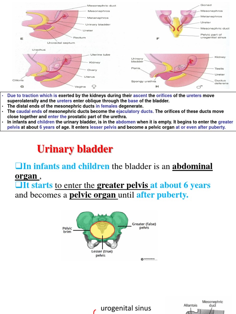 Development of Urogenital | PDF