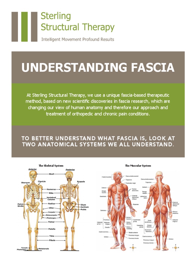 Understanding Fascia: To Better Understand What Fascia Is, Look at Two ...