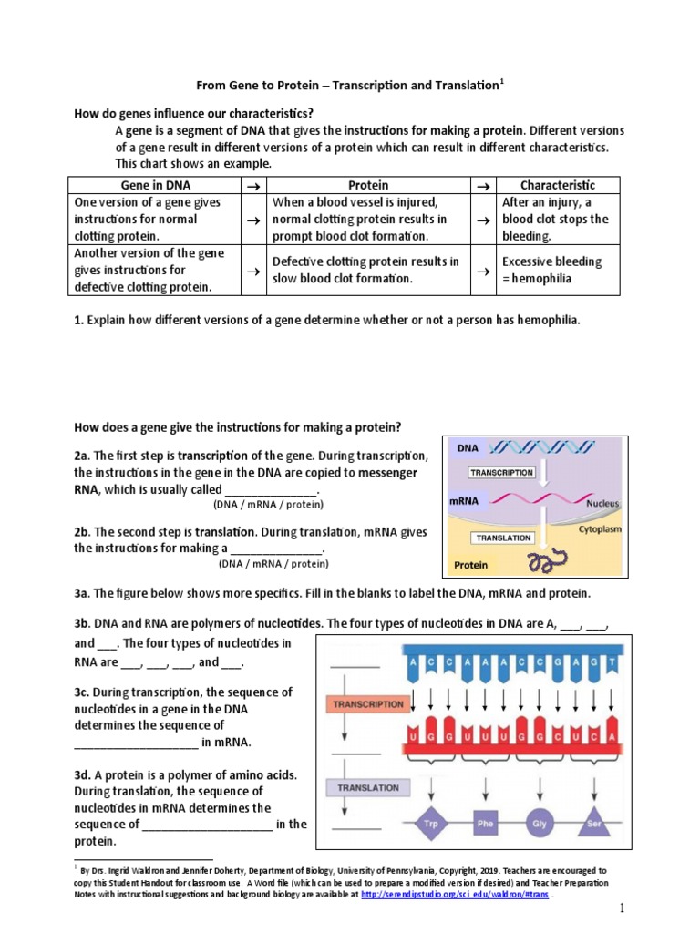From Gene To Protein - Transcription and Translation | PDF ...