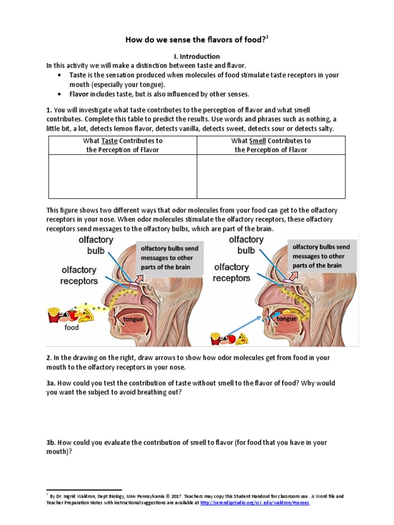 How Do We Sense The Flavors of Food? | PDF | Olfaction | Taste