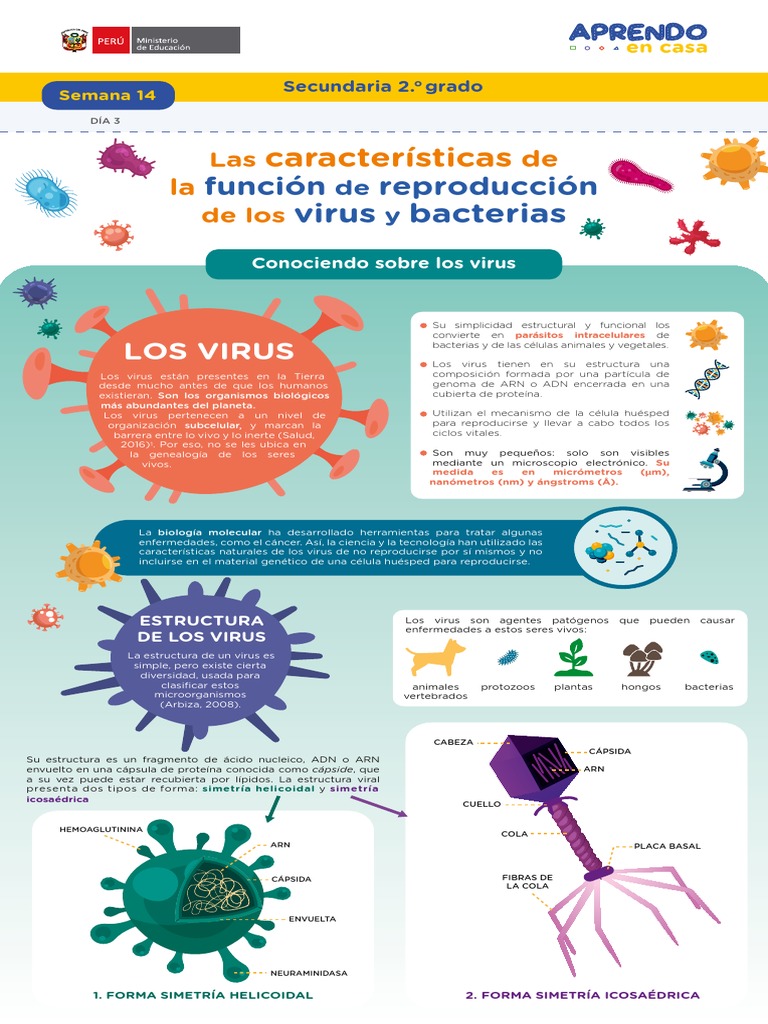s14 Sec 2 Infografia Conociendo Sobre Los Virus Dia 3 | PDF | Virus ...