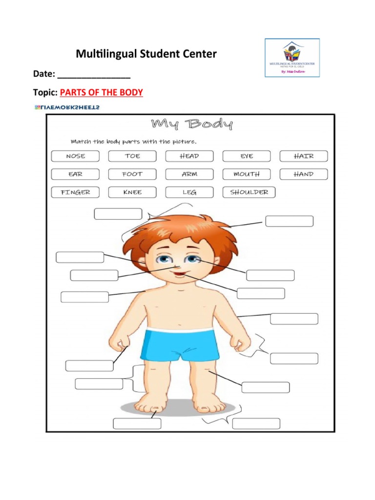 Multilingual Student Center: Parts of The Body | PDF