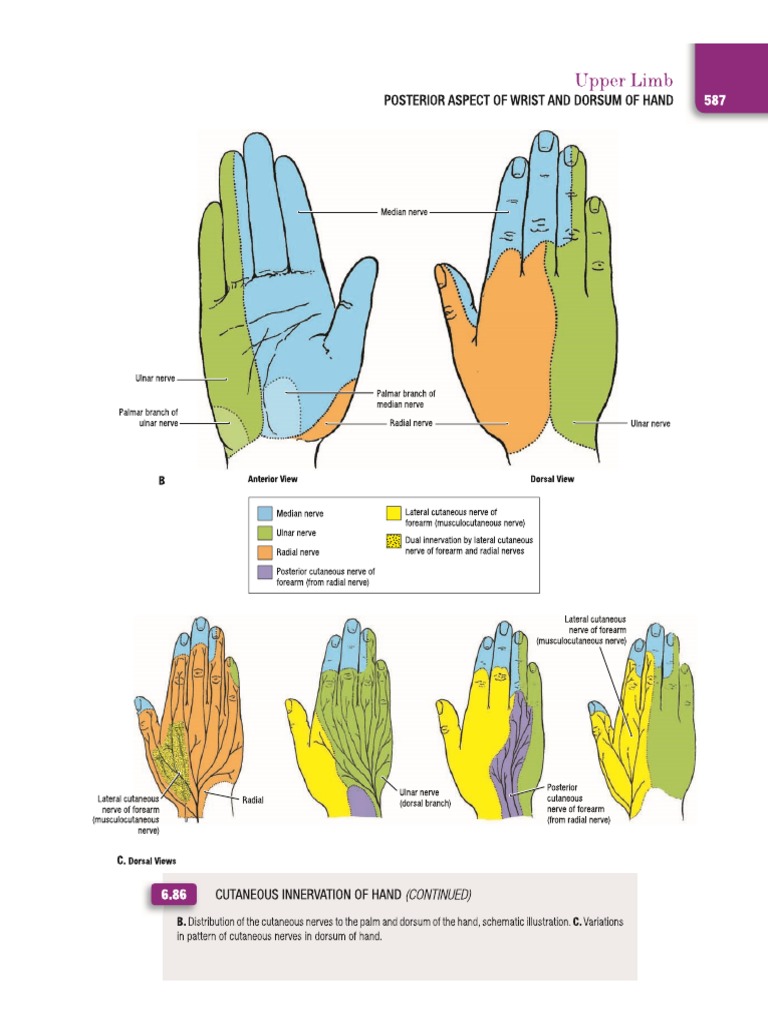 Cutaneous Innervation of Hand PDF | PDF
