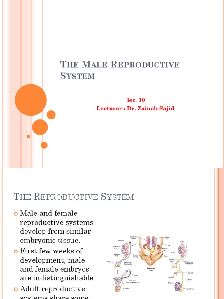 10 The Male Reproductive System 10 | PDF | Testicle | Sperm