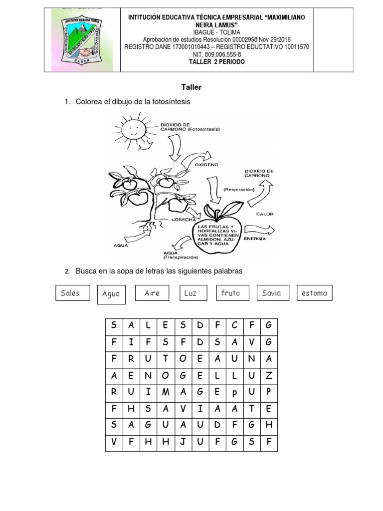 Hoja De Trabajo Sobre La Respiración Celular Y La Fotosíntesis