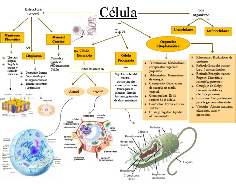 Mapa Conceptual de CELULAS | PDF | Citoplasma | Biología Celular)
