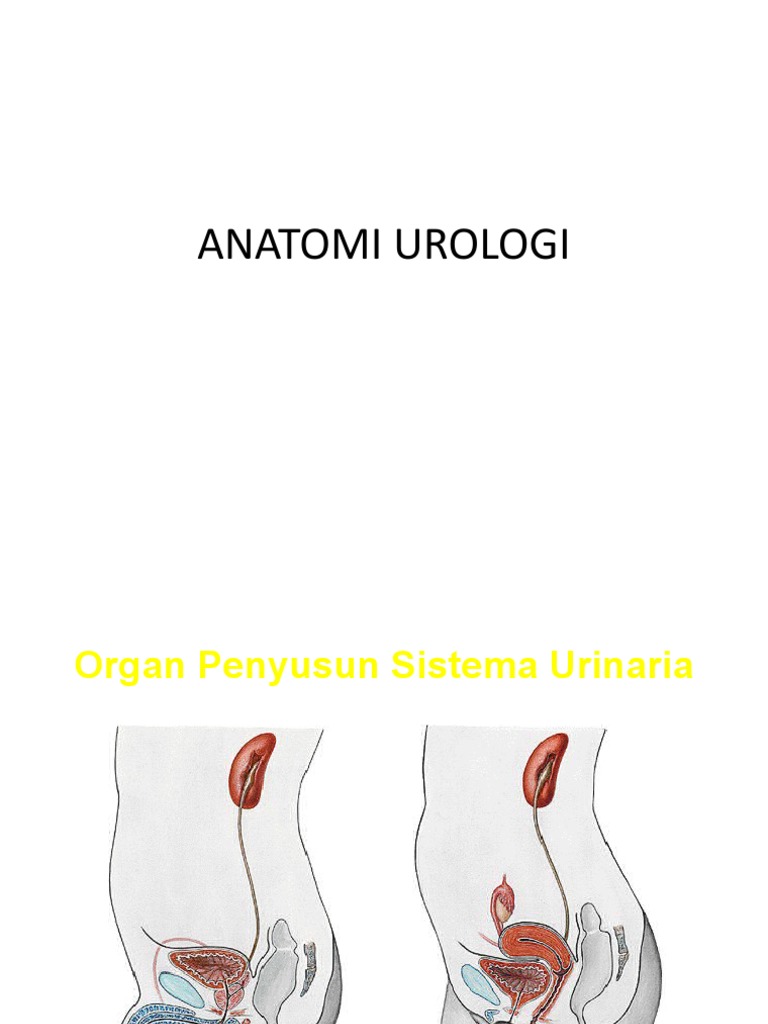 Anatomi Urologi | PDF