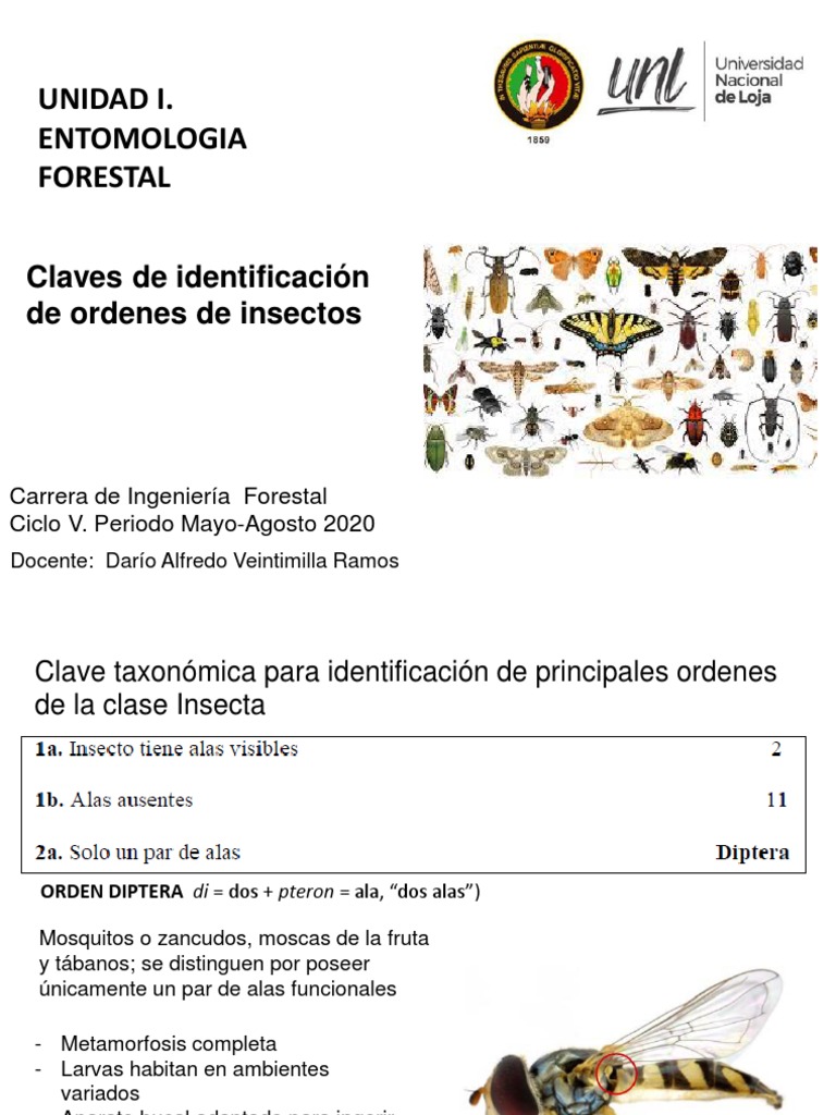 Probóscide De Insectos Para Pinterest