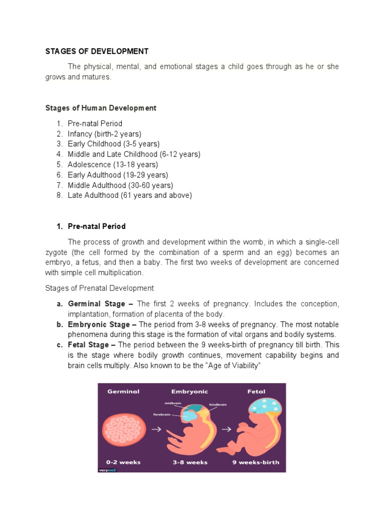 Stages of Development | PDF | Prenatal Development | Human Development