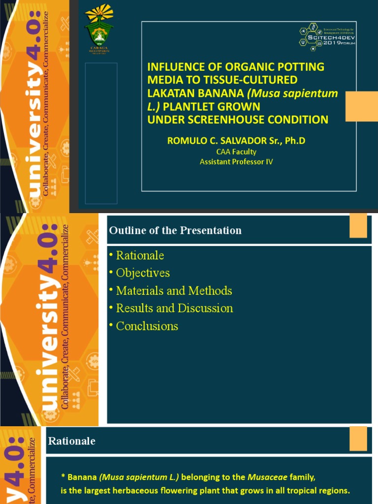 Tissue Cultured Lacatan | PDF | Banana | Fertilizer