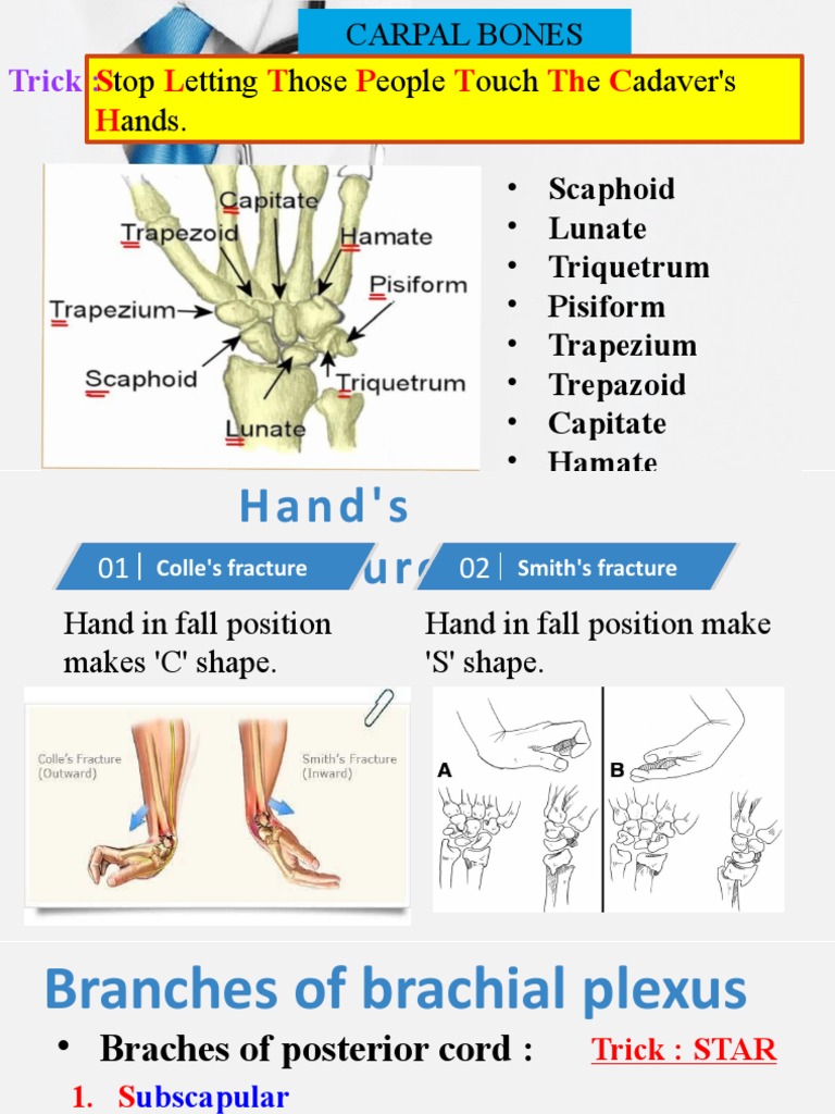 Medical Mnemonics Guide | PDF | Hand | Human Anatomy