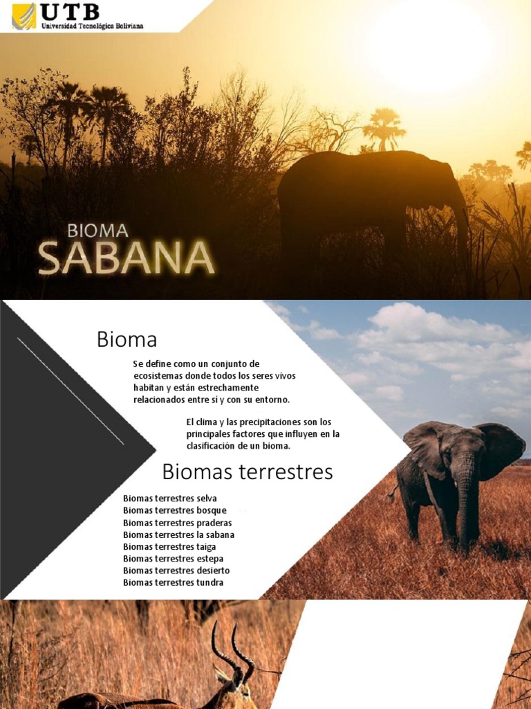 Ecosistema Sabana | PDF | Sabana | Clima