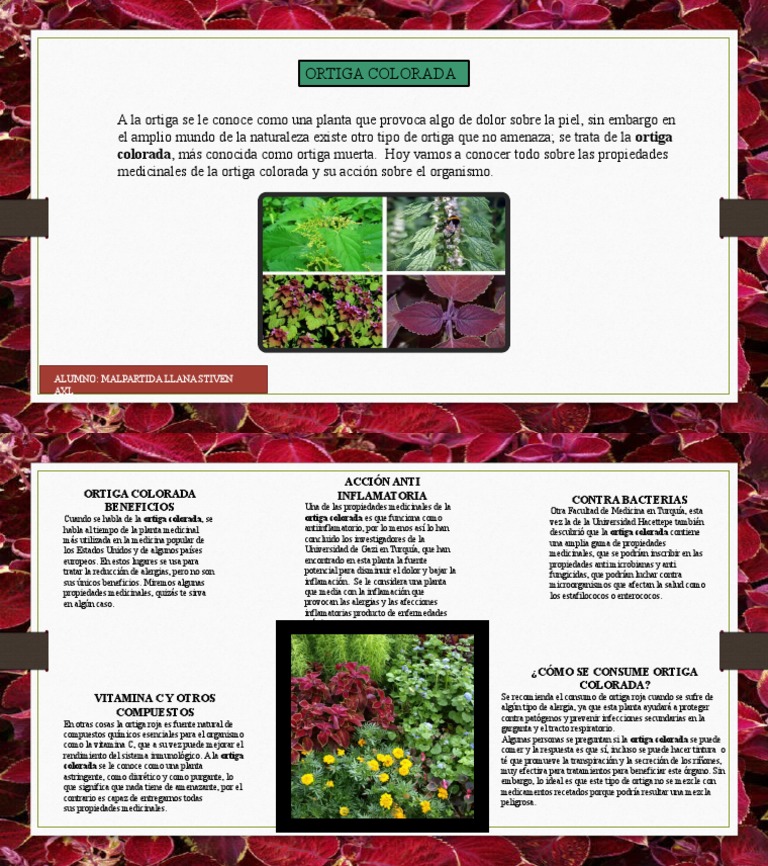 Ortiga Colorada | PDF | Inflamación | Alergia