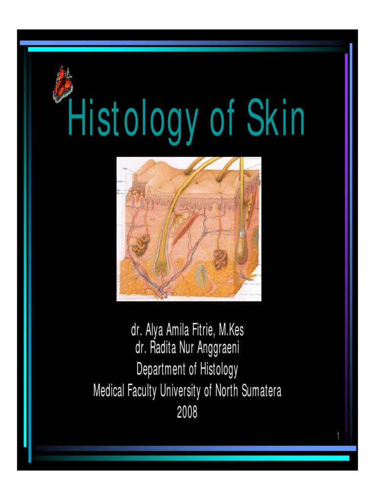 dms146 Slide Histology of Skin PDF | PDF | Epidermis | Skin