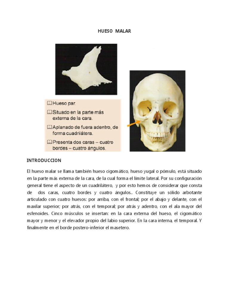 Hueso Malar-1 | PDF | Sistema esquelético | Sistema musculoesquelético
