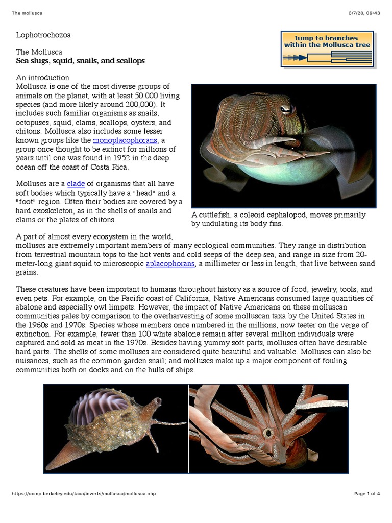 Monoplacophorans: Sea Slugs, Squid, Snails, and Scallops | PDF ...