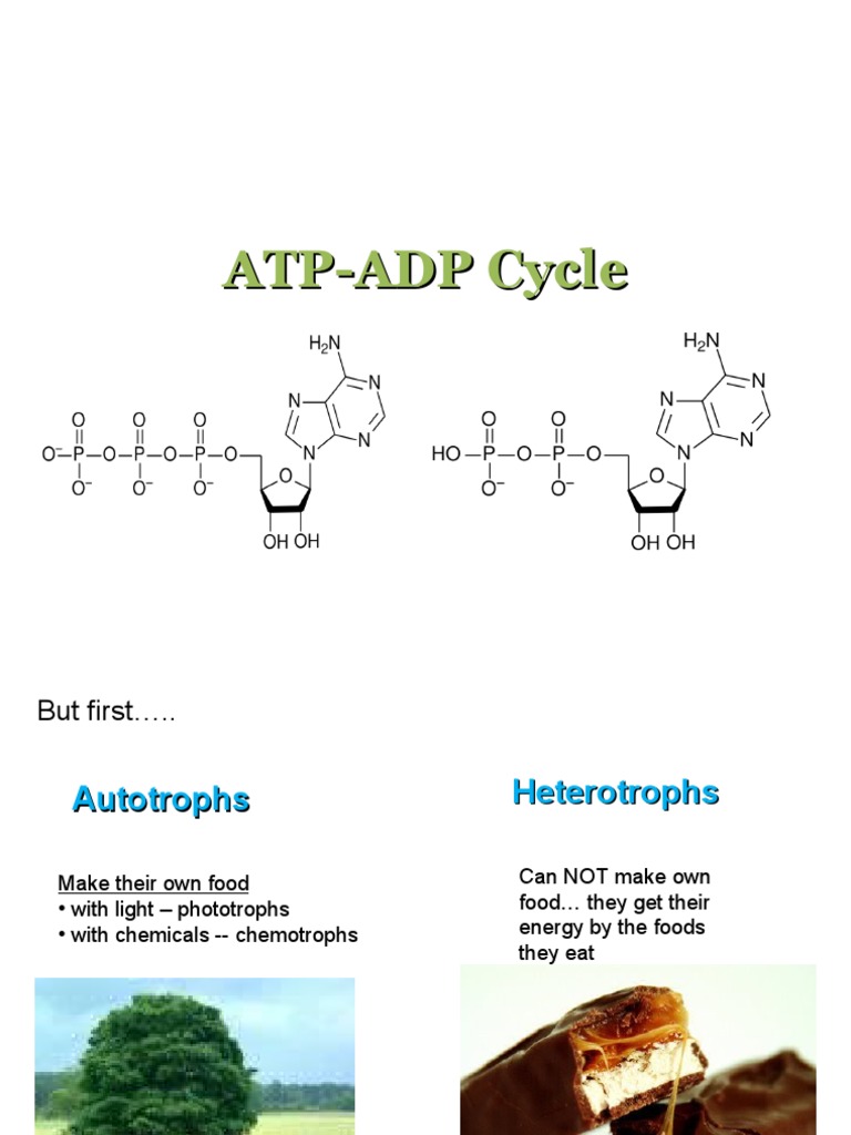 1 - ATP-ADP - Cycle | PDF | Adenosine Diphosphate | Adenosine Triphosphate
