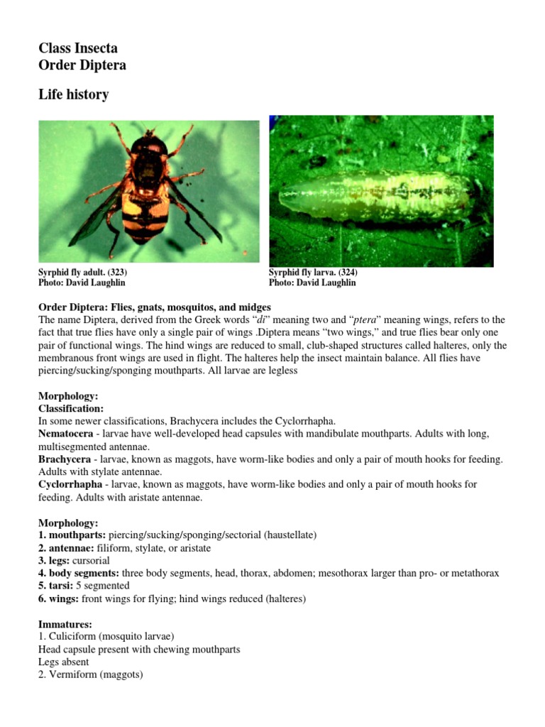 Class Insecta Order Diptera Life History | Download Free PDF | Fly ...