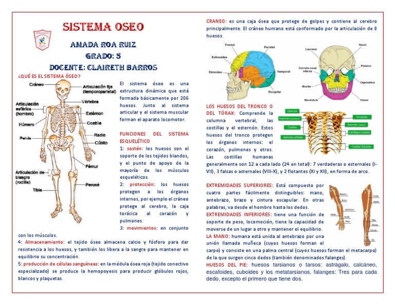 Sistema Óseo para Niños: Funciones y Estructura | PDF | Hueso | Esqueleto