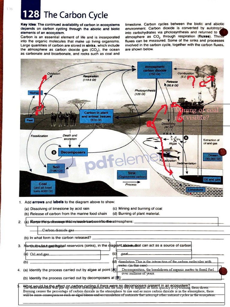 The Carbon Cycle