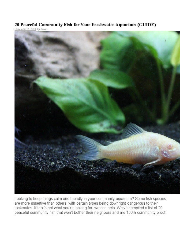 20 Peaceful Community Fish For Your Freshwater Aquarium | PDF ...