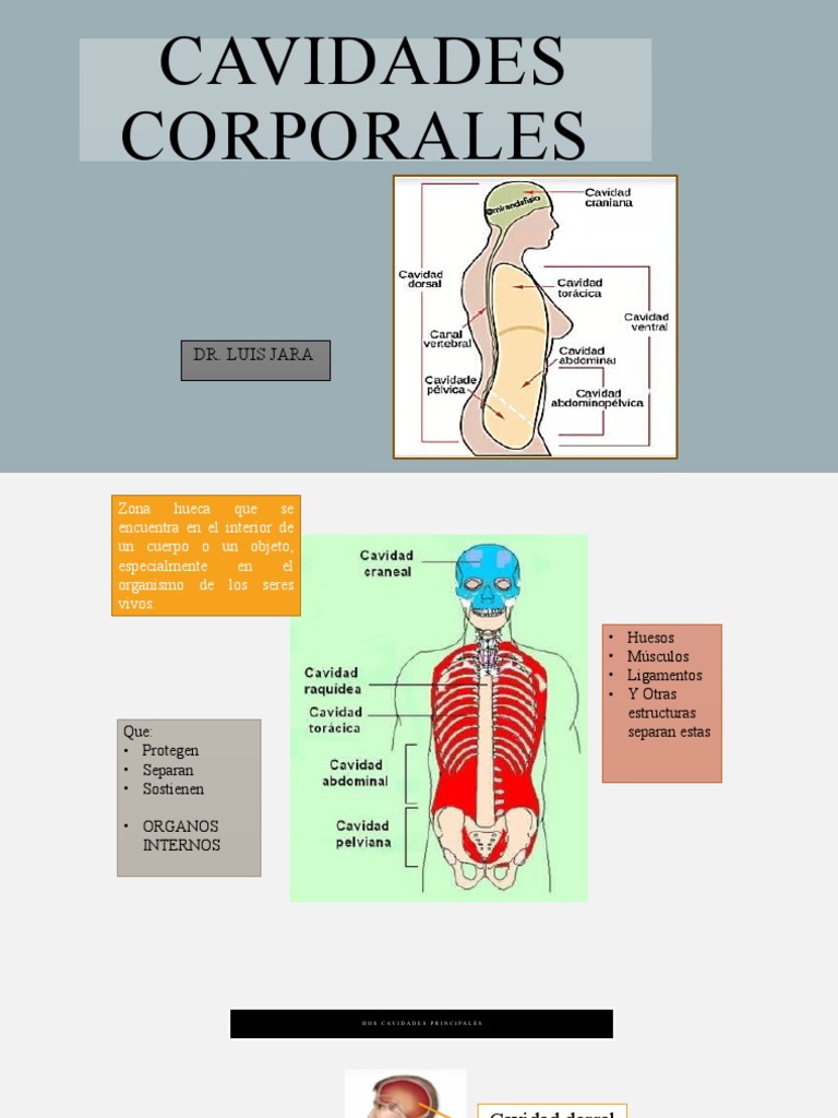 Cavidades Corporales Parte 1 | PDF | Abdomen | Cráneo